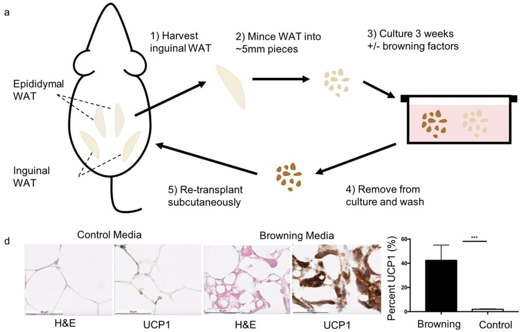 Innovative technique converts white fat to brown fat | Aracea Therapeutics