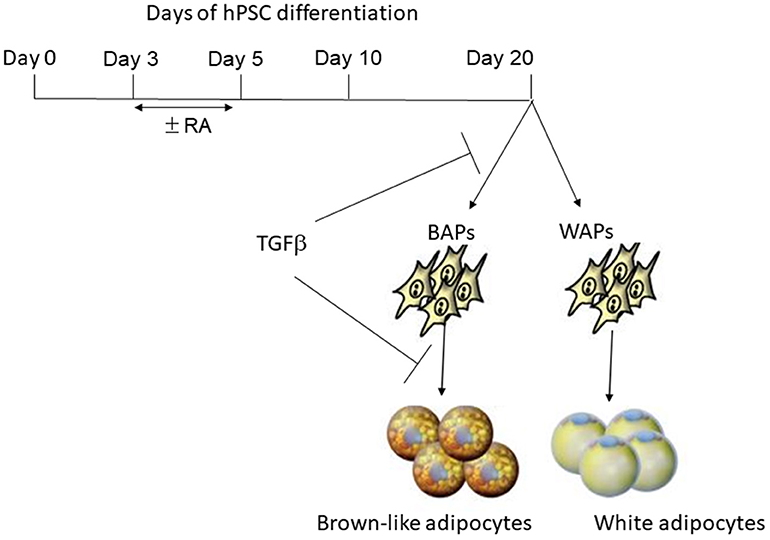 Thermogenic adipocyte generation using human pluripotent stem cells ...